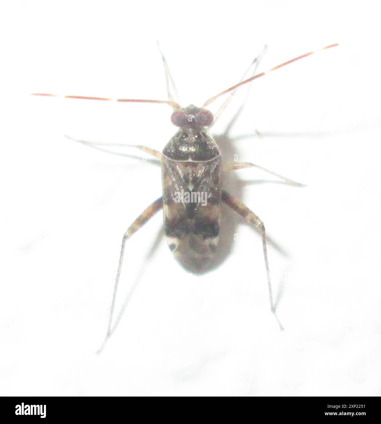 Plant Bugs (Miridae) Insecta Stock Photo - Alamy