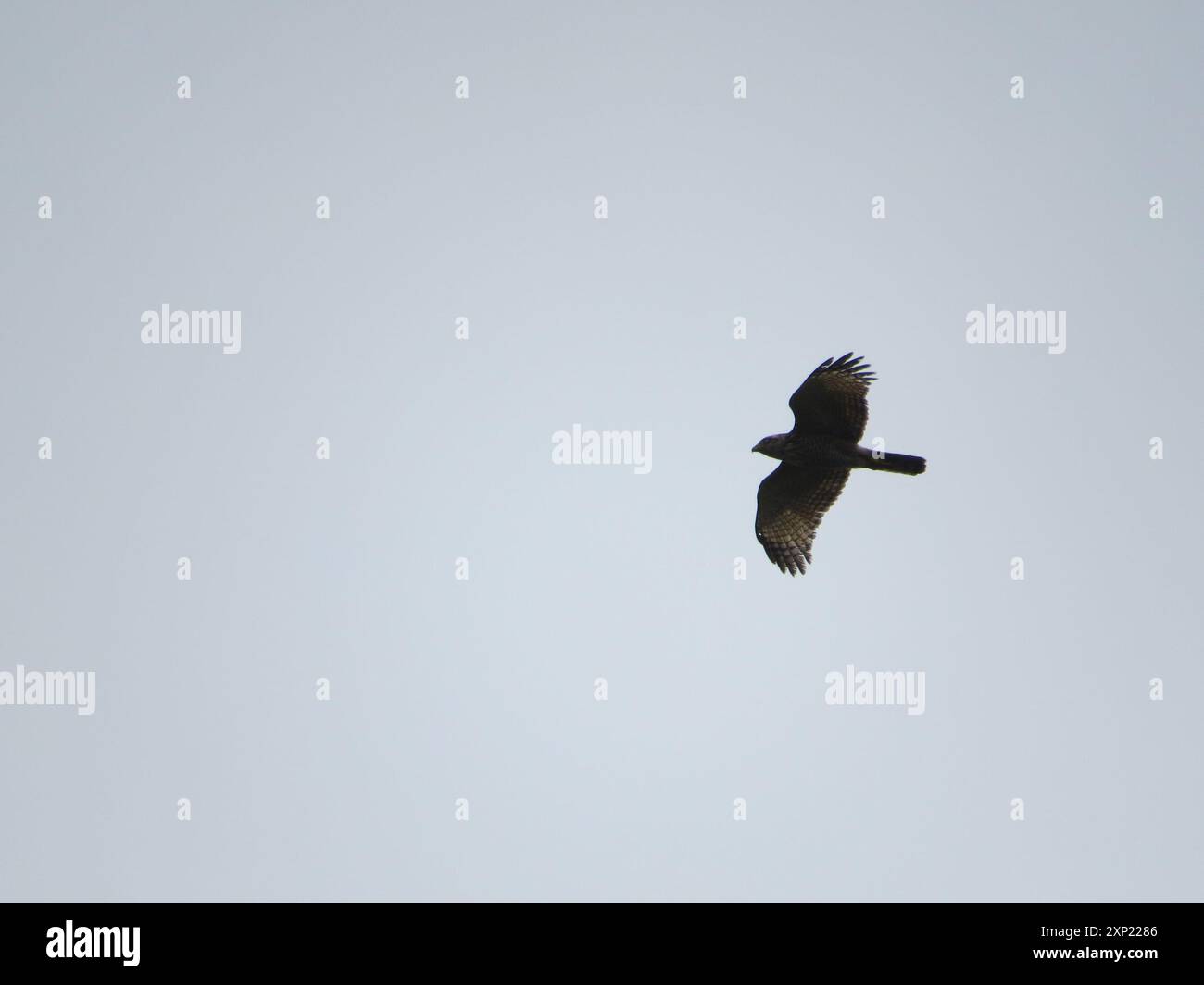 Roadside Hawk (Rupornis magnirostris) Aves Stock Photo - Alamy