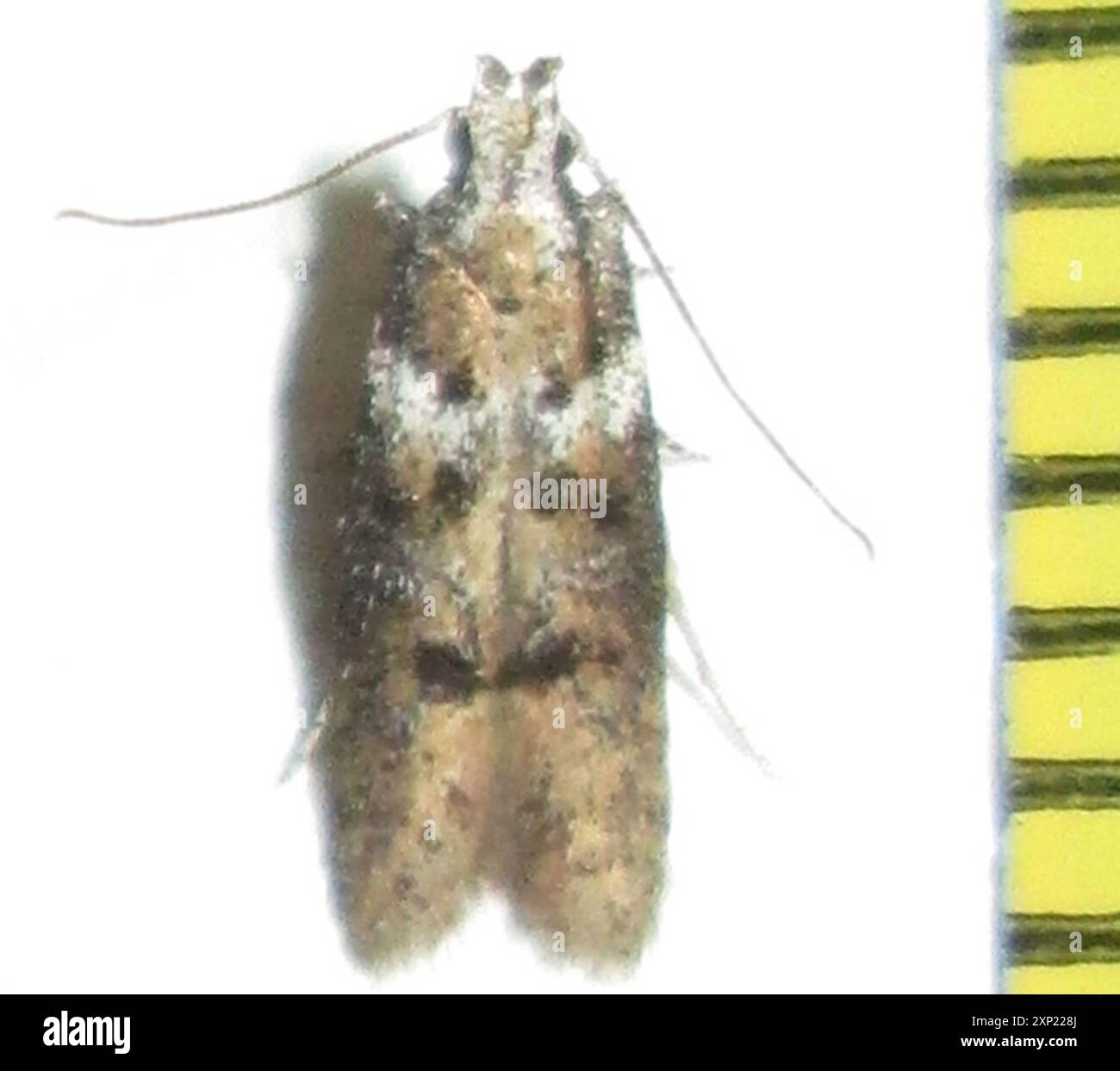 Twirler Moths (Gelechiidae) Insecta Stock Photo - Alamy