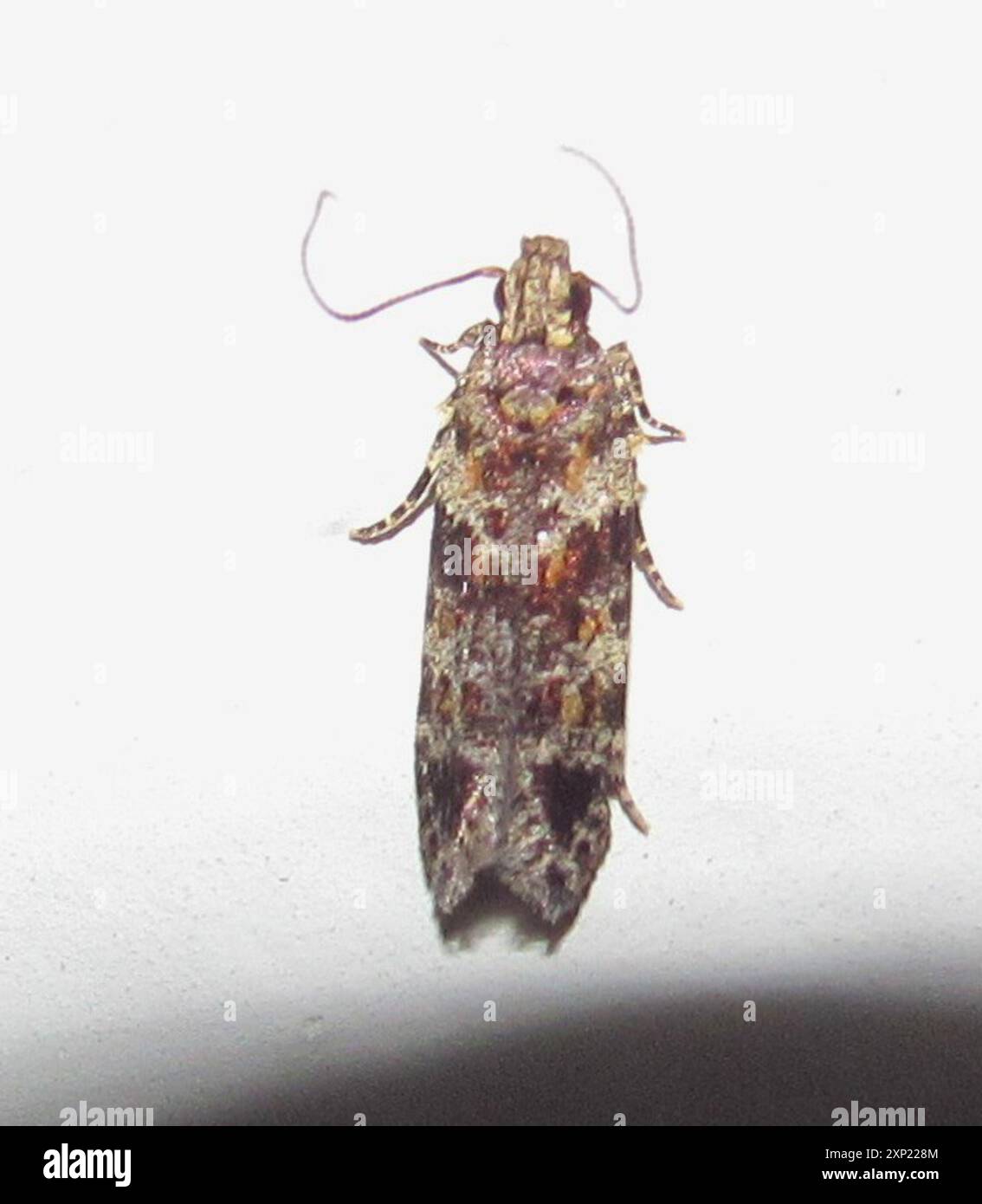 Twirler Moths (Gelechiidae) Insecta Stock Photo - Alamy