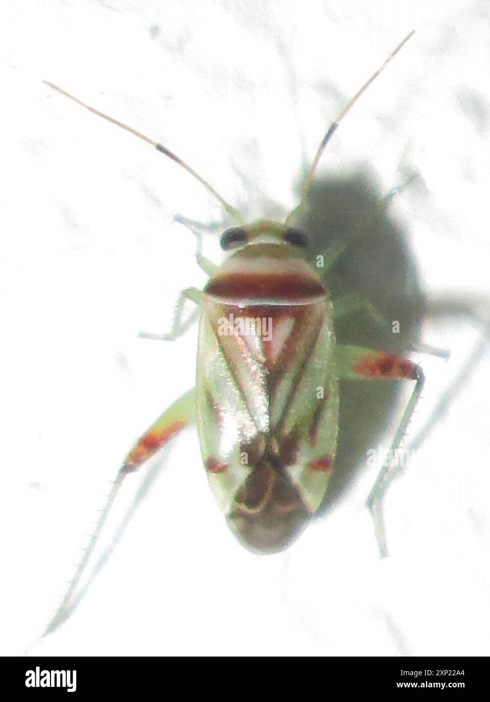 Plant Bugs (Miridae) Insecta Stock Photo - Alamy