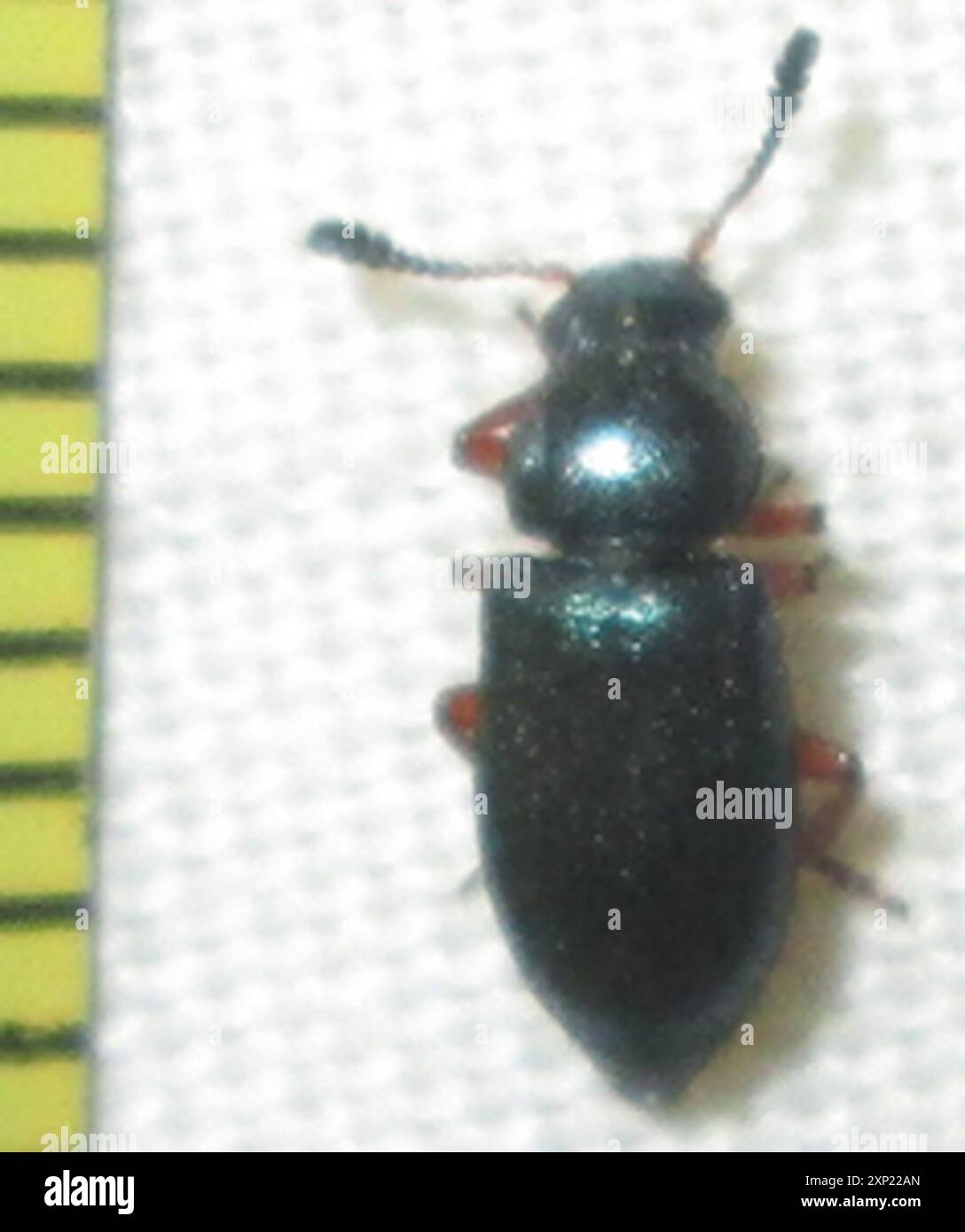 Redlegged Ham Beetle (Necrobia rufipes) Insecta Stock Photo - Alamy