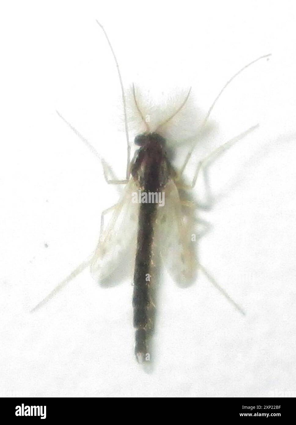 Non-biting Midges (Chironomidae) Insecta Stock Photo - Alamy