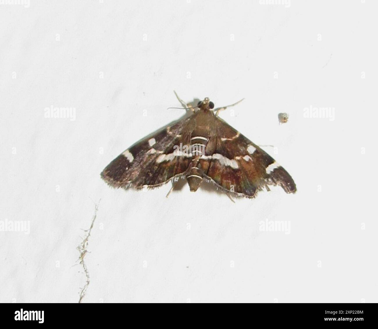 Spotted Beet Webworm Moth (Hymenia perspectalis) Insecta Stock Photo ...
