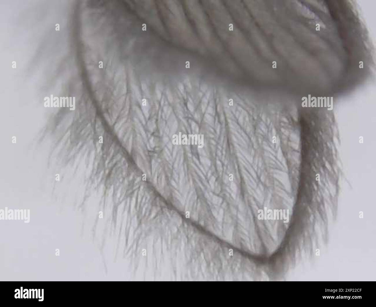 Moth Flies and Sand Flies (Psychodidae) Insecta Stock Photo - Alamy