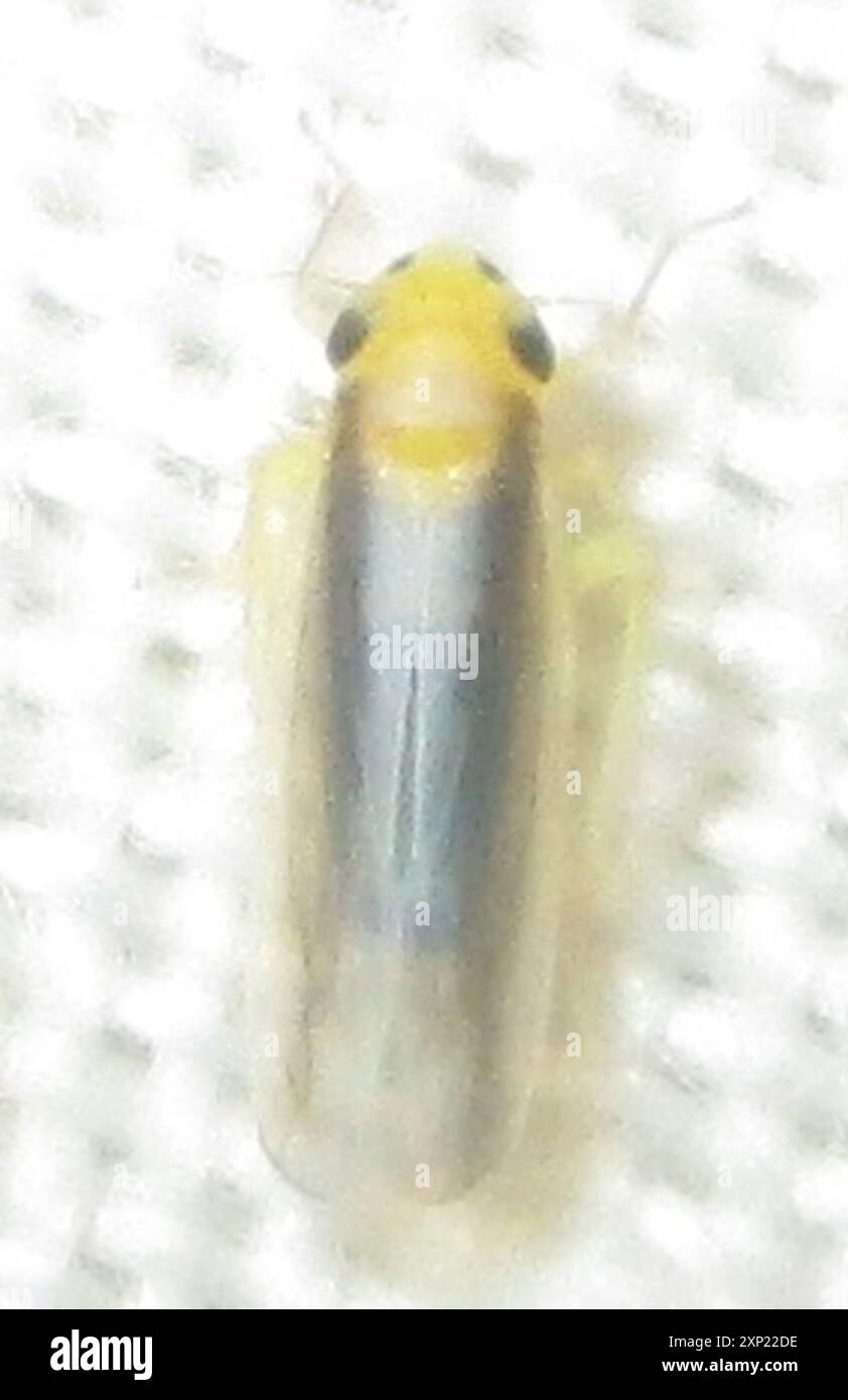 Maize Leafhopper (Cicadulina mbila) Insecta Stock Photo - Alamy