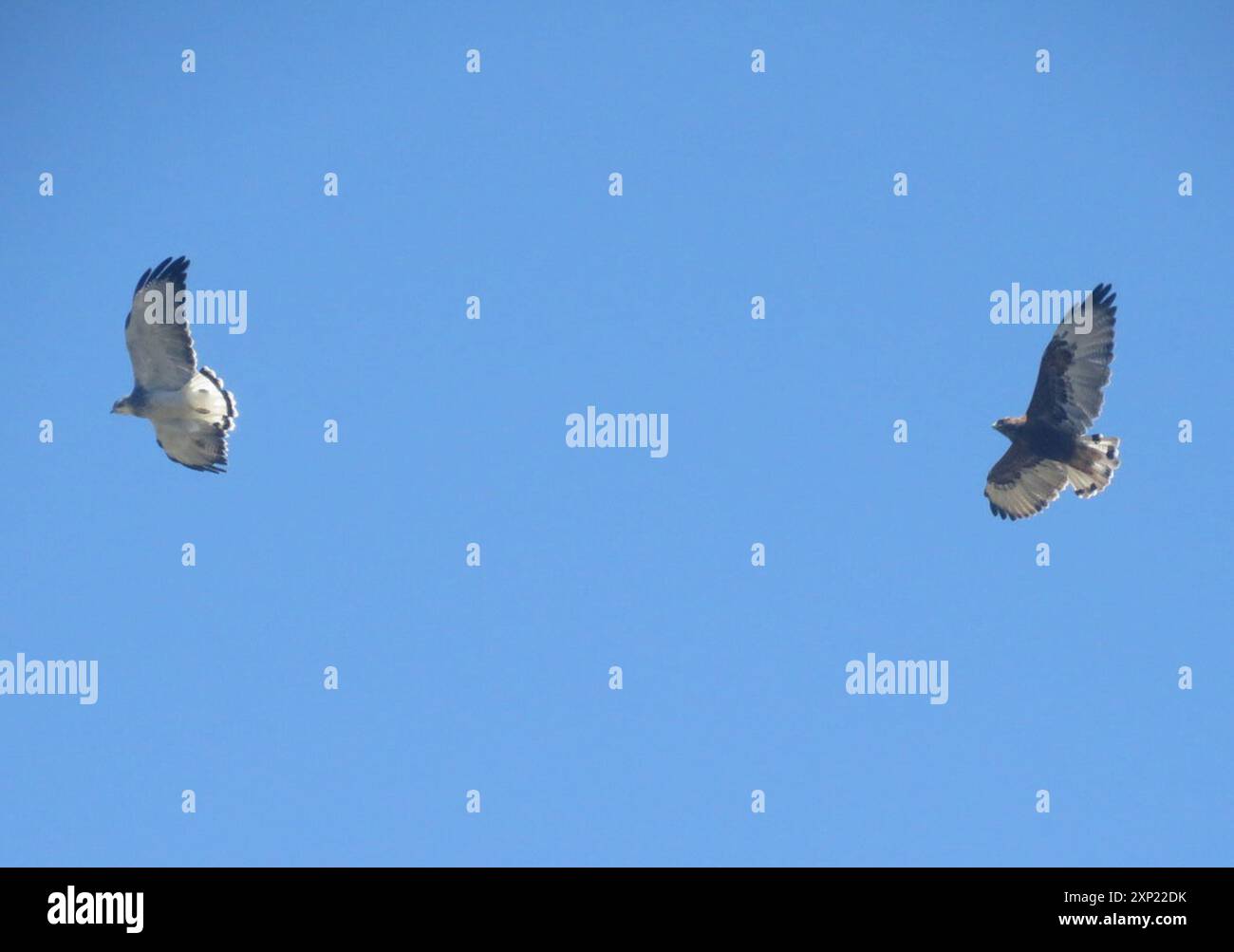 Variable Hawk (Geranoaetus polyosoma) Aves Stock Photo - Alamy