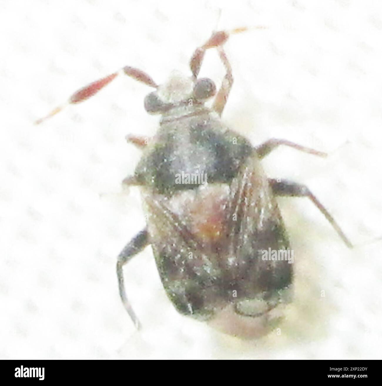 Plant Bugs (Miridae) Insecta Stock Photo - Alamy