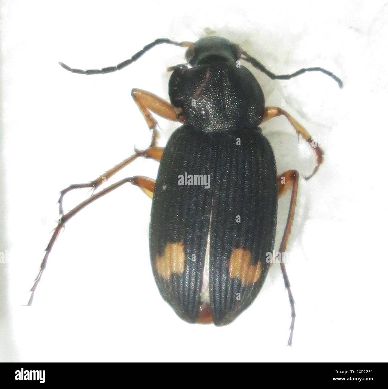 Vivid Metallic Ground Beetles (Chlaenius) Insecta Stock Photo - Alamy