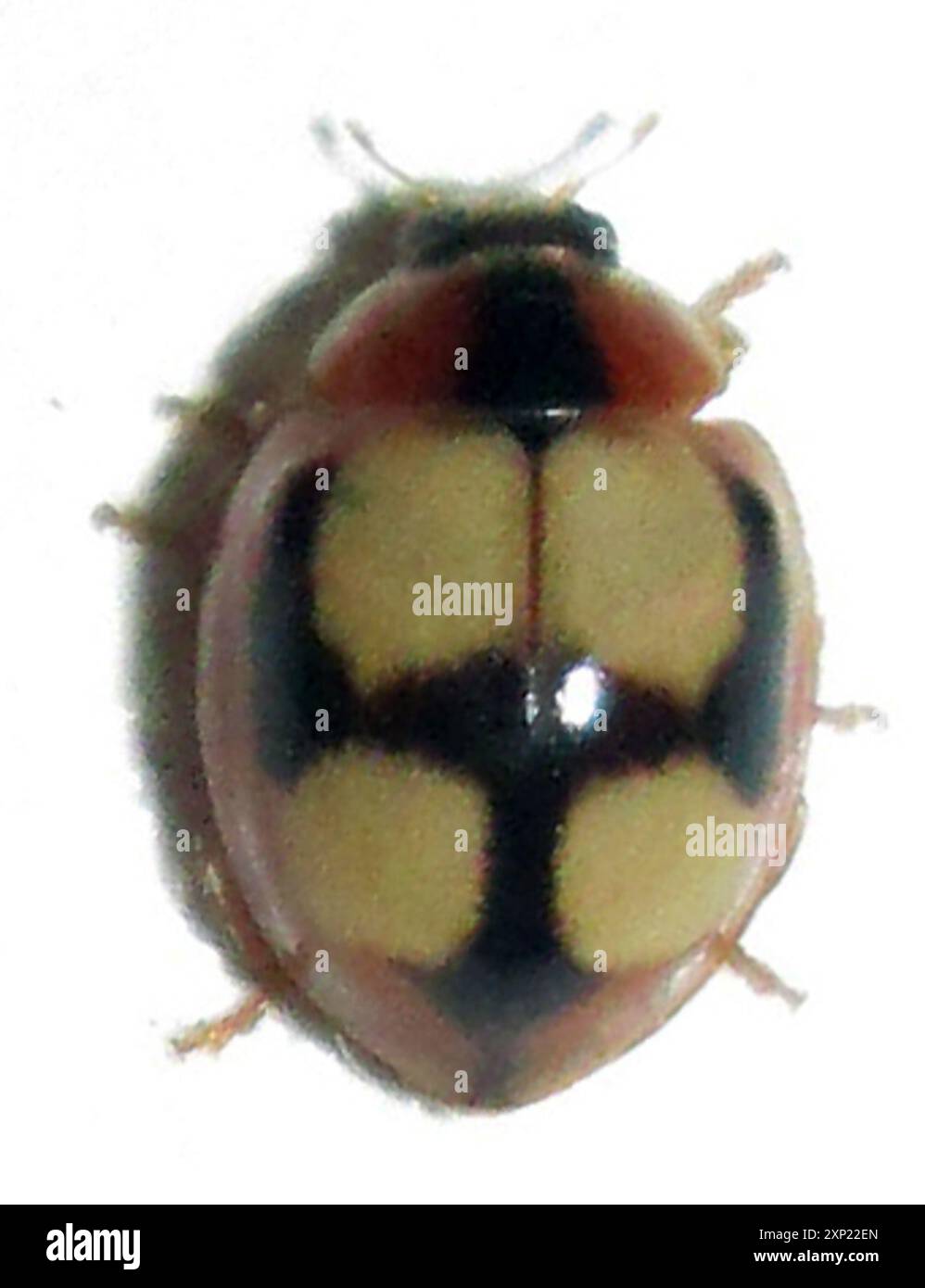 Coccidulinae hi-res stock photography and images - Alamy