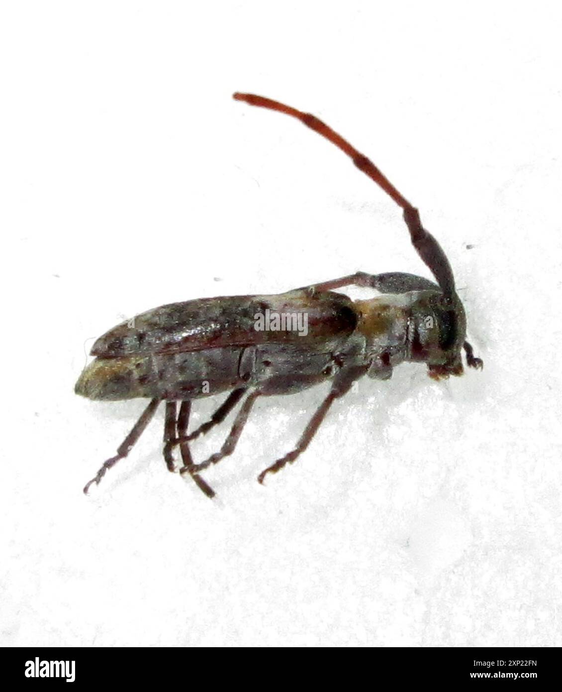 (Eunidia okahandjae) Insecta Stock Photo - Alamy