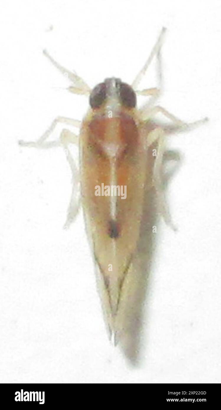 Delphacid Planthoppers (Delphacidae) Insecta Stock Photo - Alamy