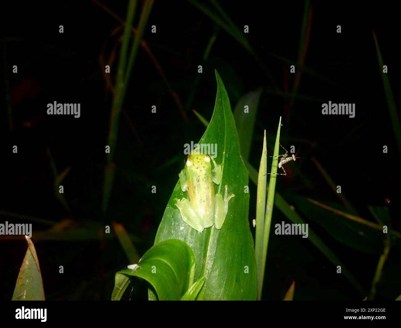 Water Lily Reed Frog (Hyperolius pusillus) Amphibia Stock Photo - Alamy