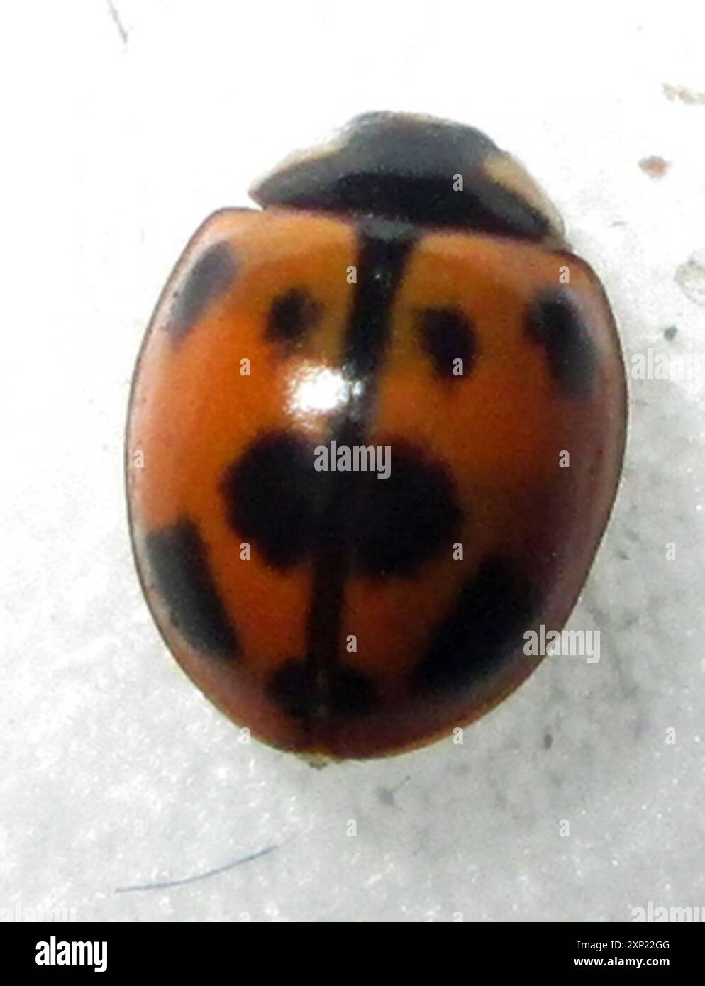 Coccidulinae hi-res stock photography and images - Alamy