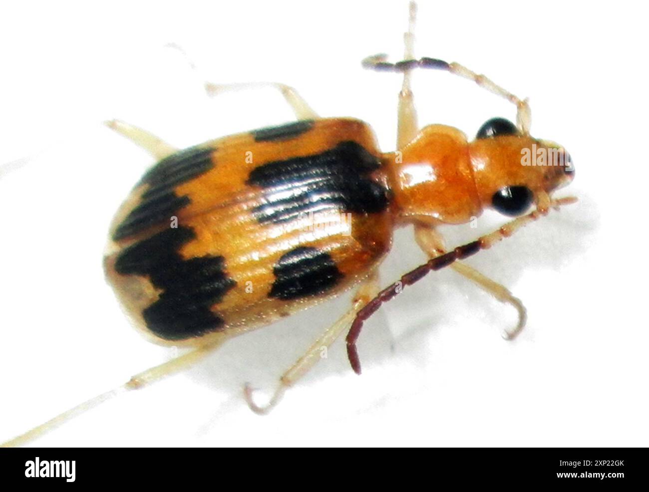 Brachinus hi-res stock photography and images - Alamy