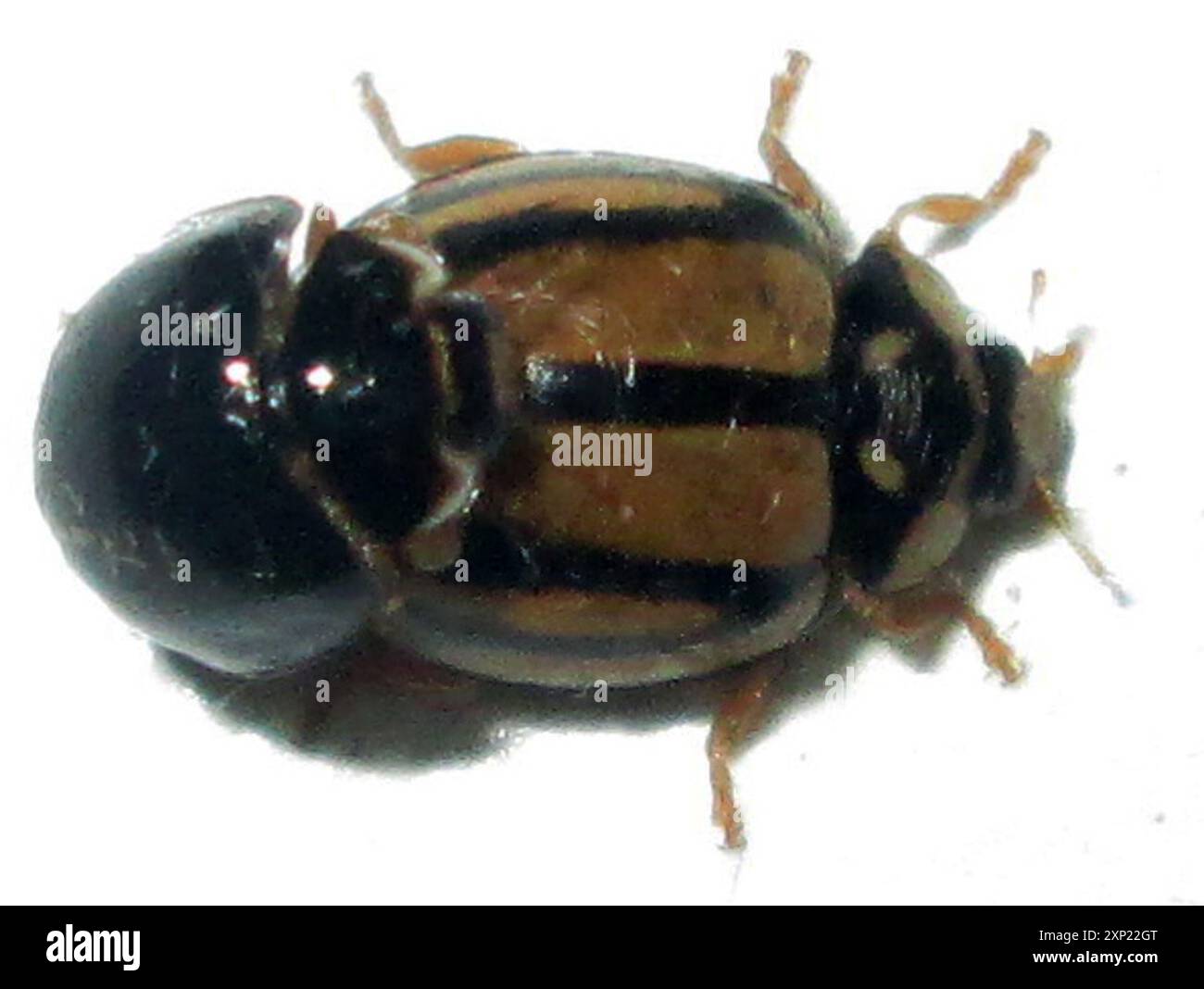 Striped Lady Beetle (Cheilomenes propinqua) Insecta Stock Photo - Alamy