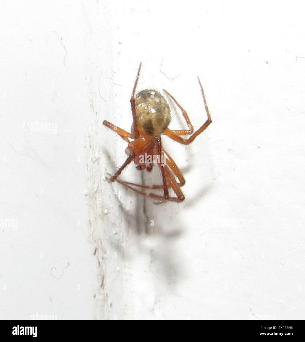 Nesticodes rufipes hi-res stock photography and images - Alamy