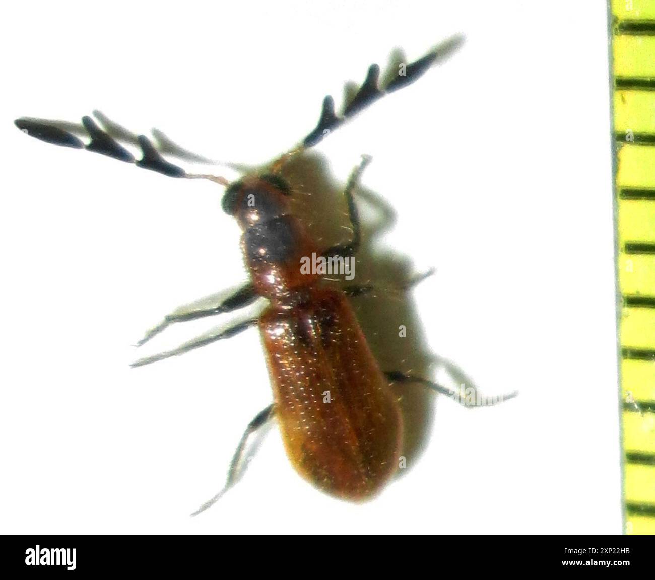 Checkered Beetles (Cleridae) Insecta Stock Photo - Alamy