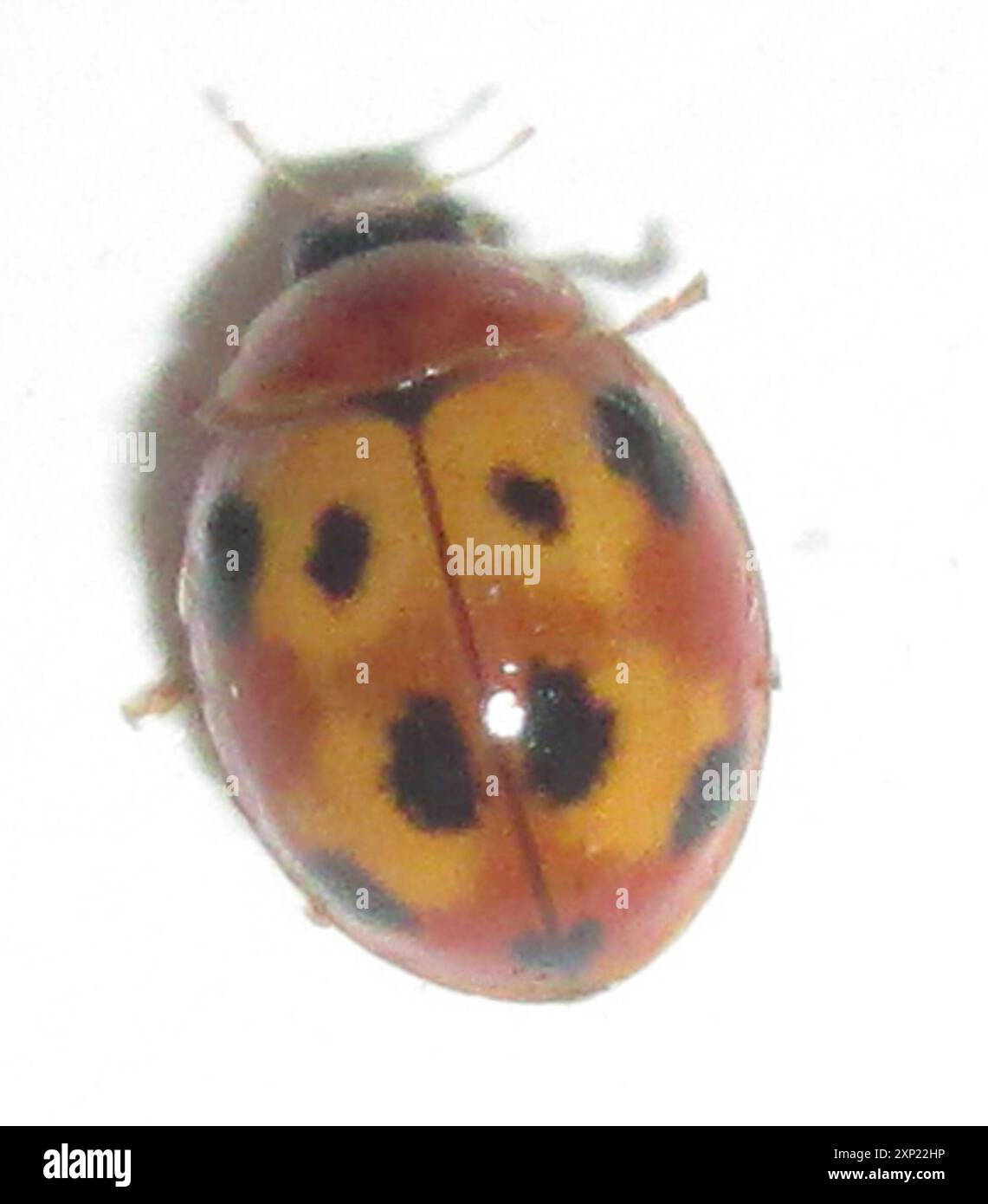 Lady Beetles (Coccinellidae) Insecta Stock Photo - Alamy