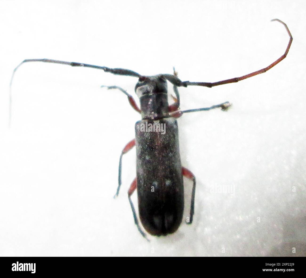 (Eunidia thomseni) Insecta Stock Photo - Alamy