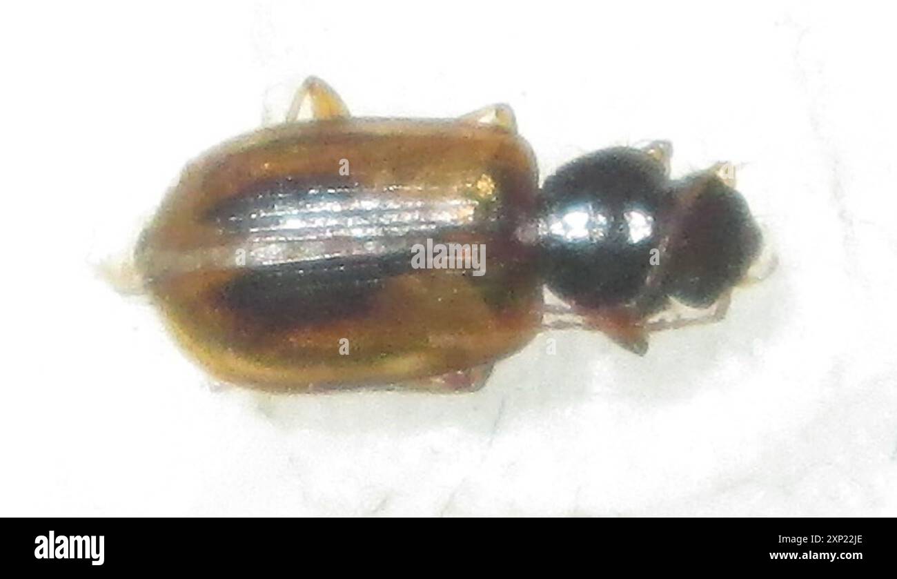 (Amblystomus amabilis) Insecta Stock Photo - Alamy