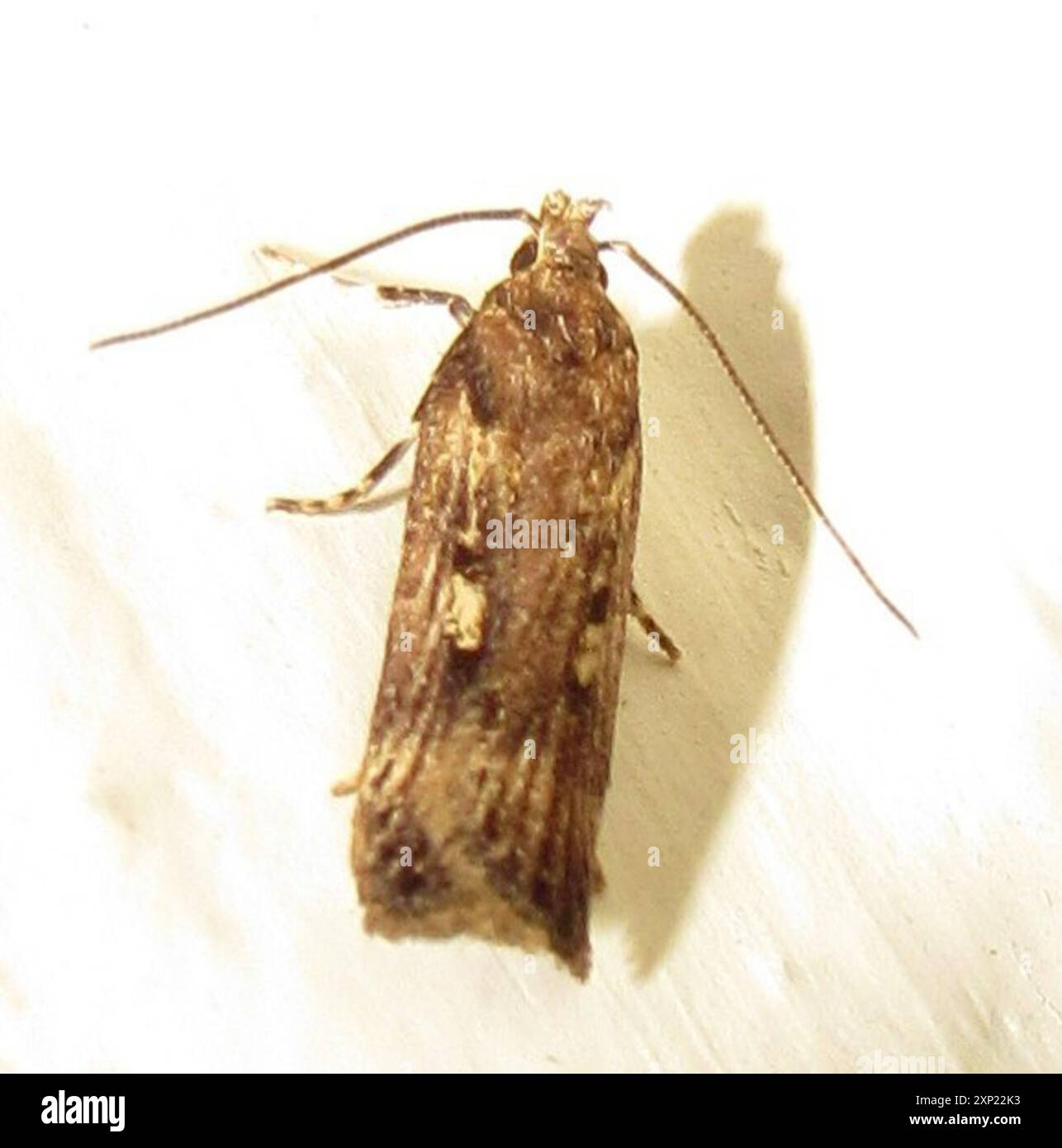 Knot-horn Moths (Phycitinae) Insecta Stock Photo - Alamy