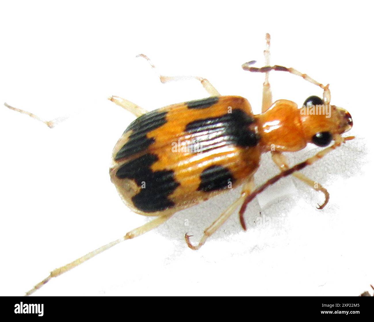 (Brachinus nobilis) Insecta Stock Photo - Alamy