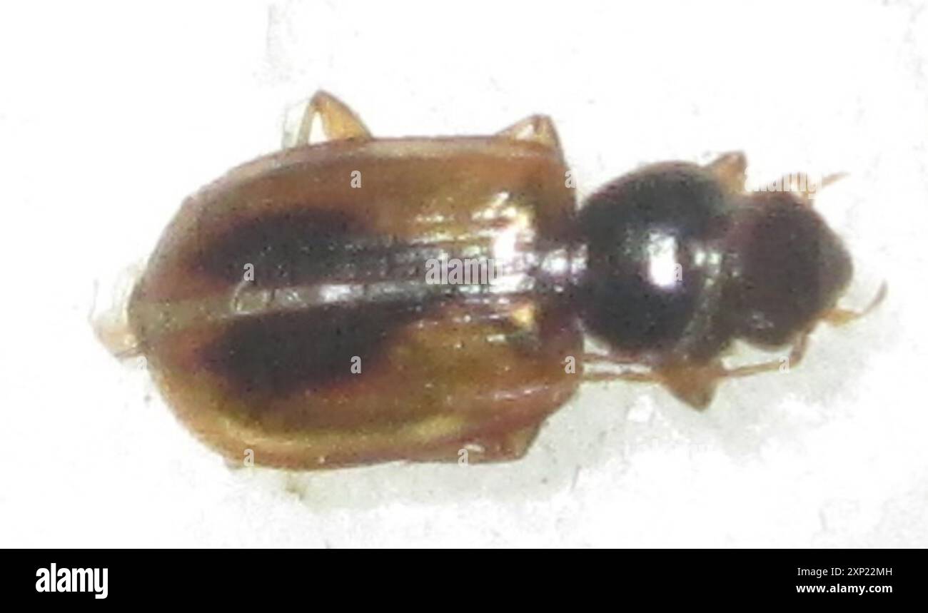 (Amblystomus amabilis) Insecta Stock Photo - Alamy