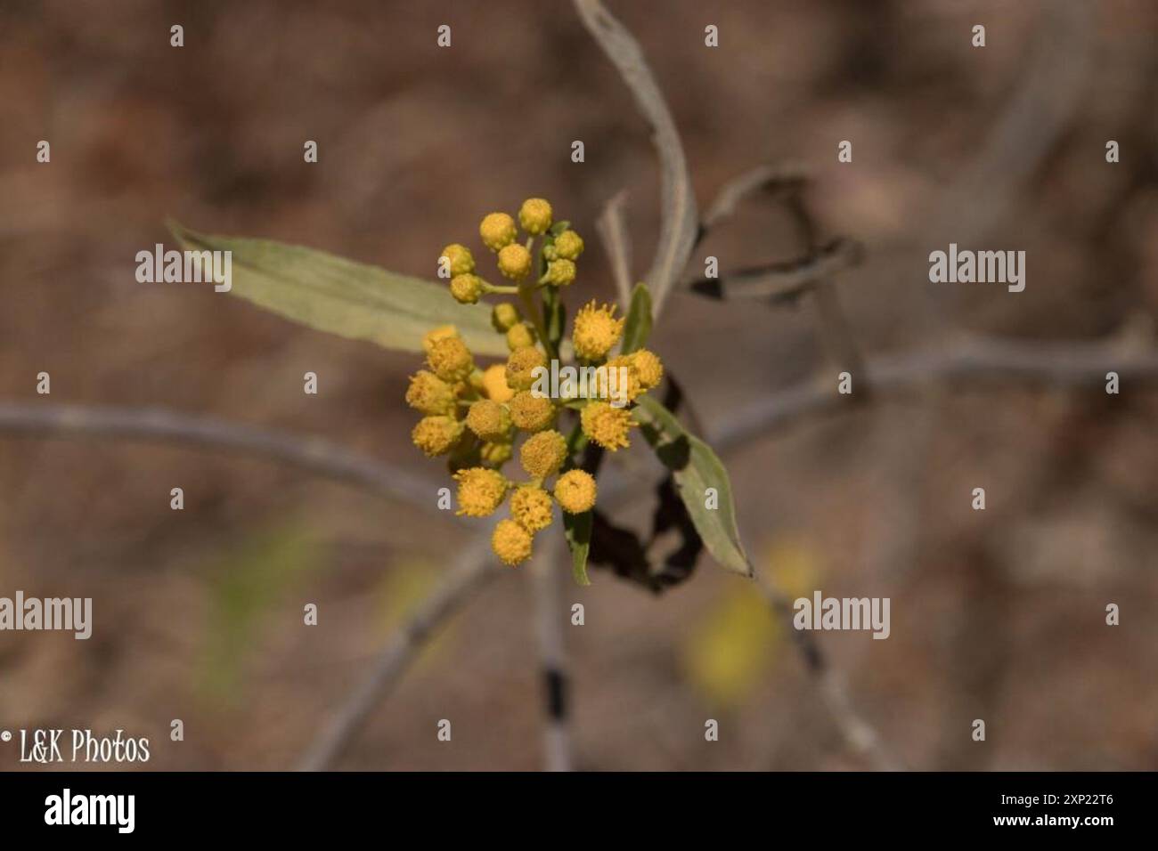 (Psiadia altissima) Plantae Stock Photo - Alamy