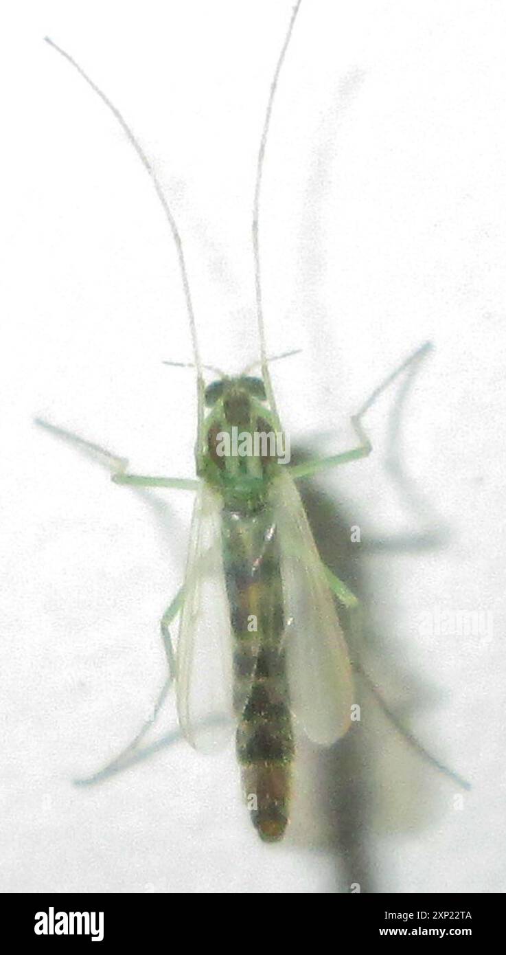 Non-biting Midges (Chironomidae) Insecta Stock Photo - Alamy