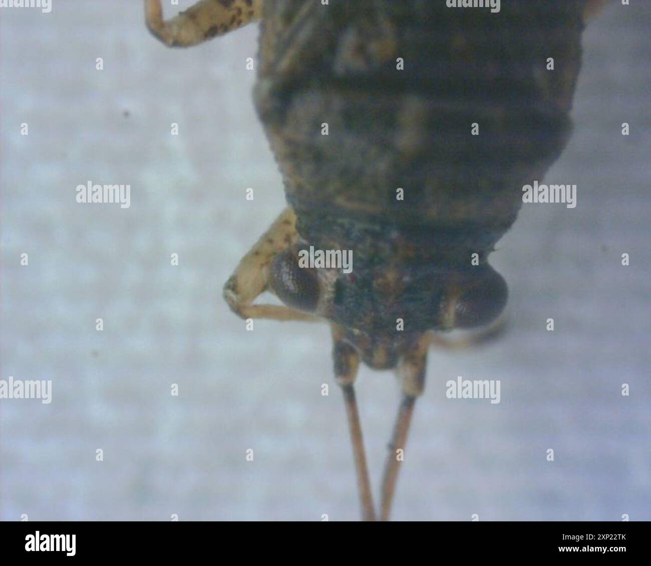 False chinch bugs (Nysius) Insecta Stock Photo - Alamy