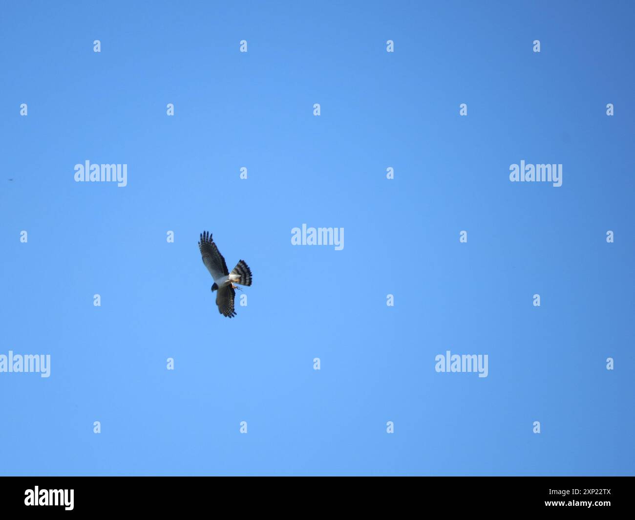 Long winged harrier hi-res stock photography and images - Alamy