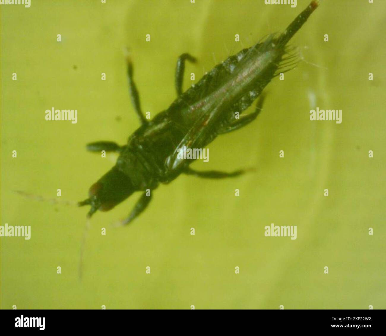 Thrips (Thysanoptera) Insecta Stock Photo - Alamy