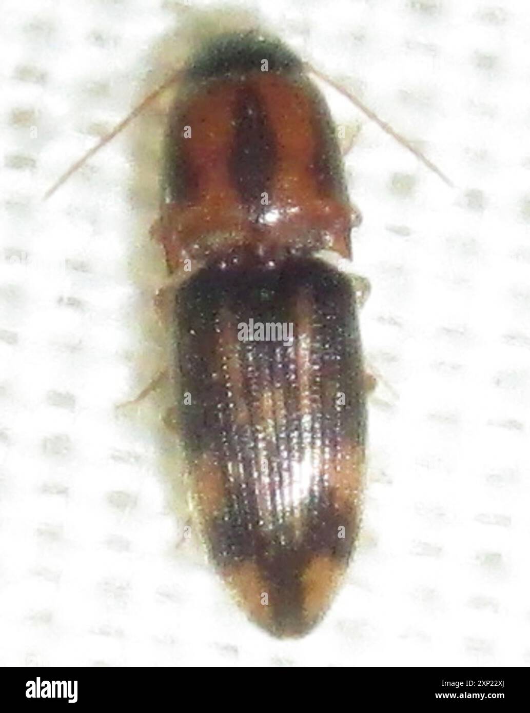 Click Beetles (Elateridae) Insecta Stock Photo - Alamy