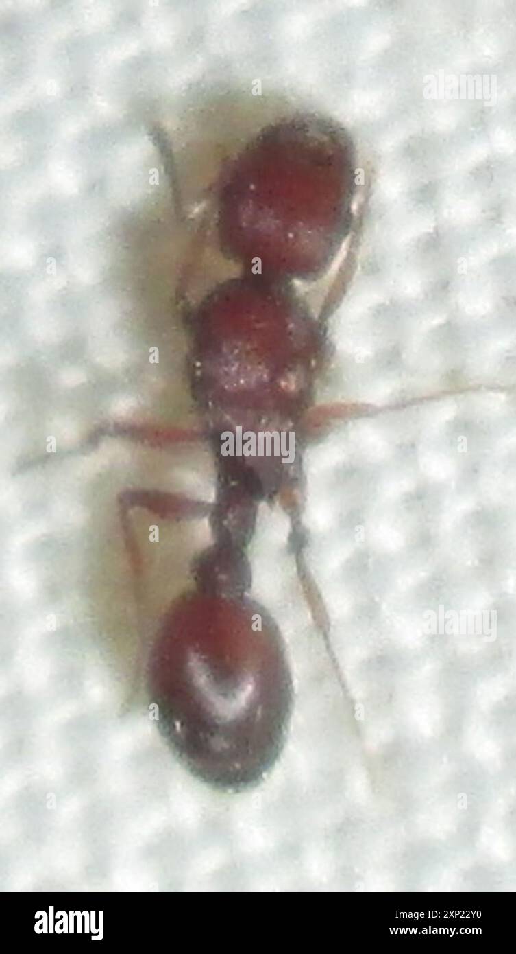 Fierce, Pennant, and Pavement Ants (Tetramorium) Insecta Stock Photo ...