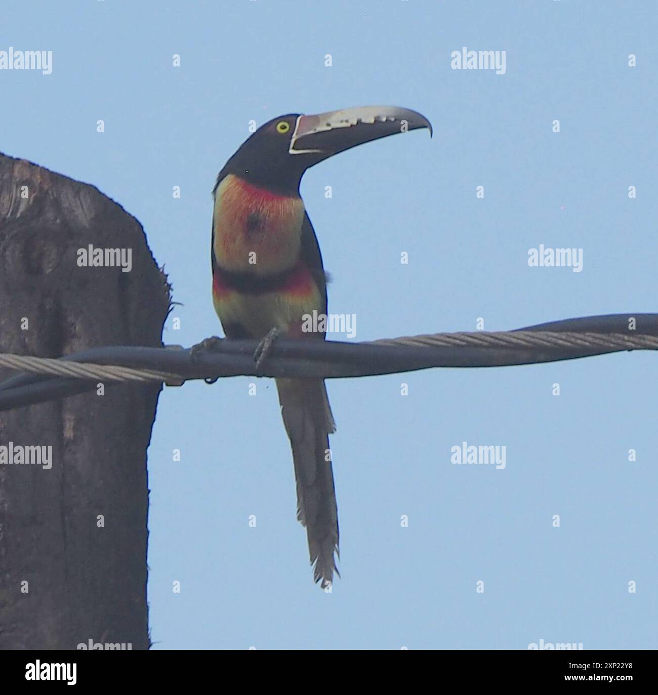 Collared Aracari (Pteroglossus torquatus) Aves Stock Photo - Alamy