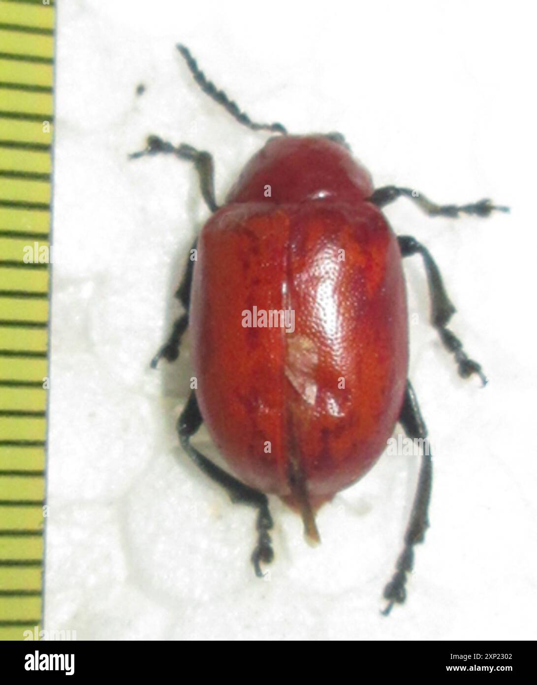 (Diamphidia femoralis) Insecta Stock Photo - Alamy