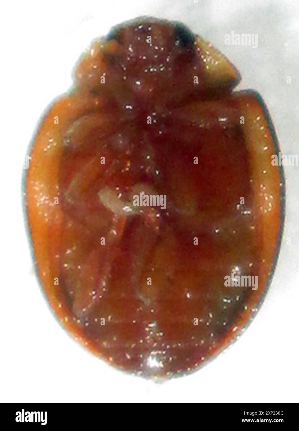 Coccidulinae hi-res stock photography and images - Alamy