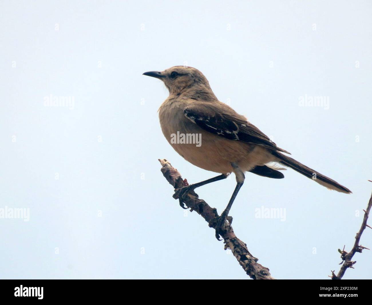 Patagonian Mockingbird (Mimus patagonicus) Aves Stock Photo - Alamy