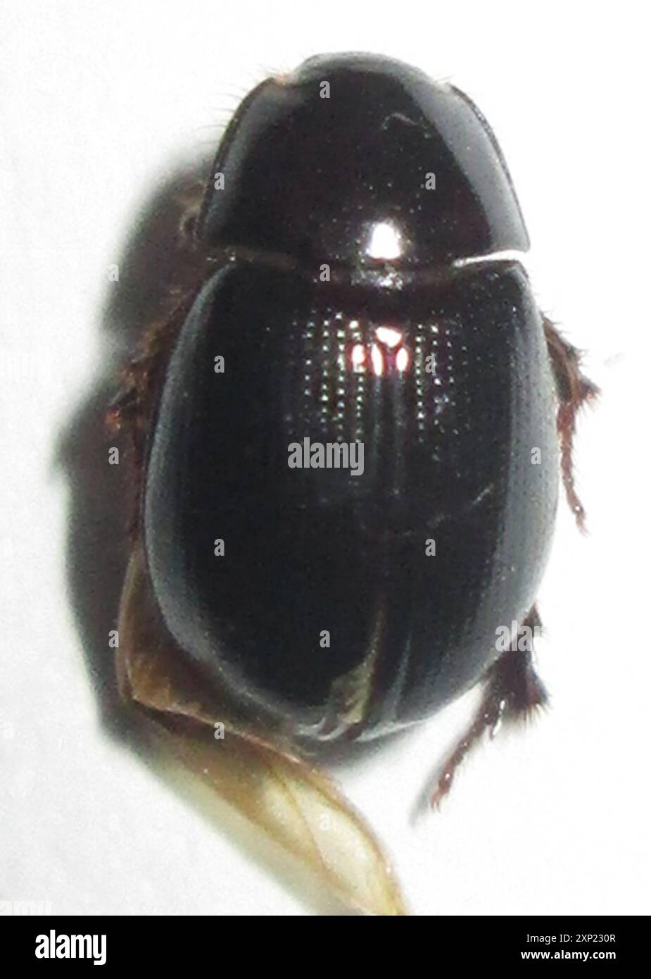 Scavenger and Pill Scarab Beetles (Hybosoridae) Insecta Stock Photo - Alamy