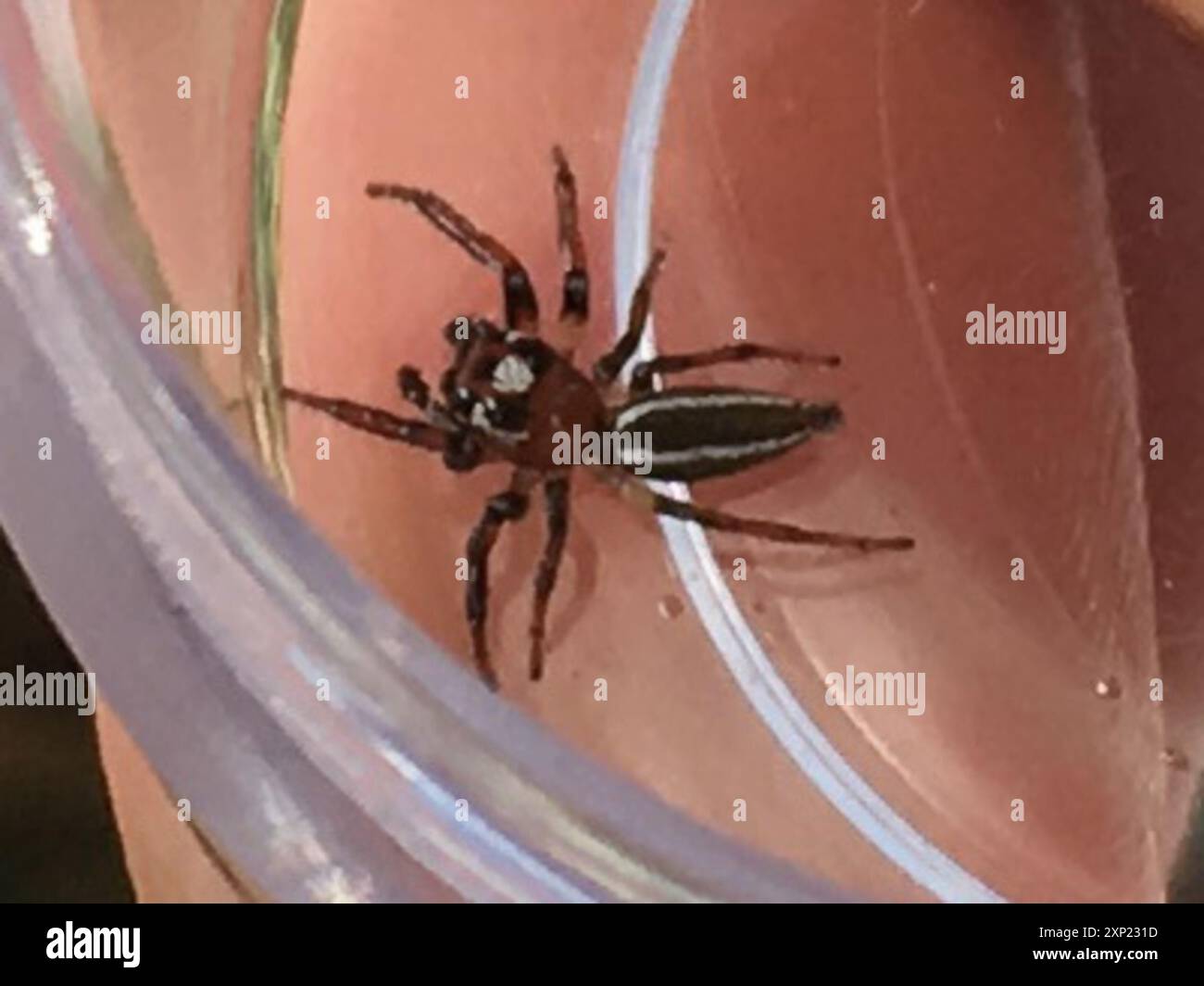 Sylvan Jumping Spider (Colonus sylvanus) Arachnida Stock Photo - Alamy