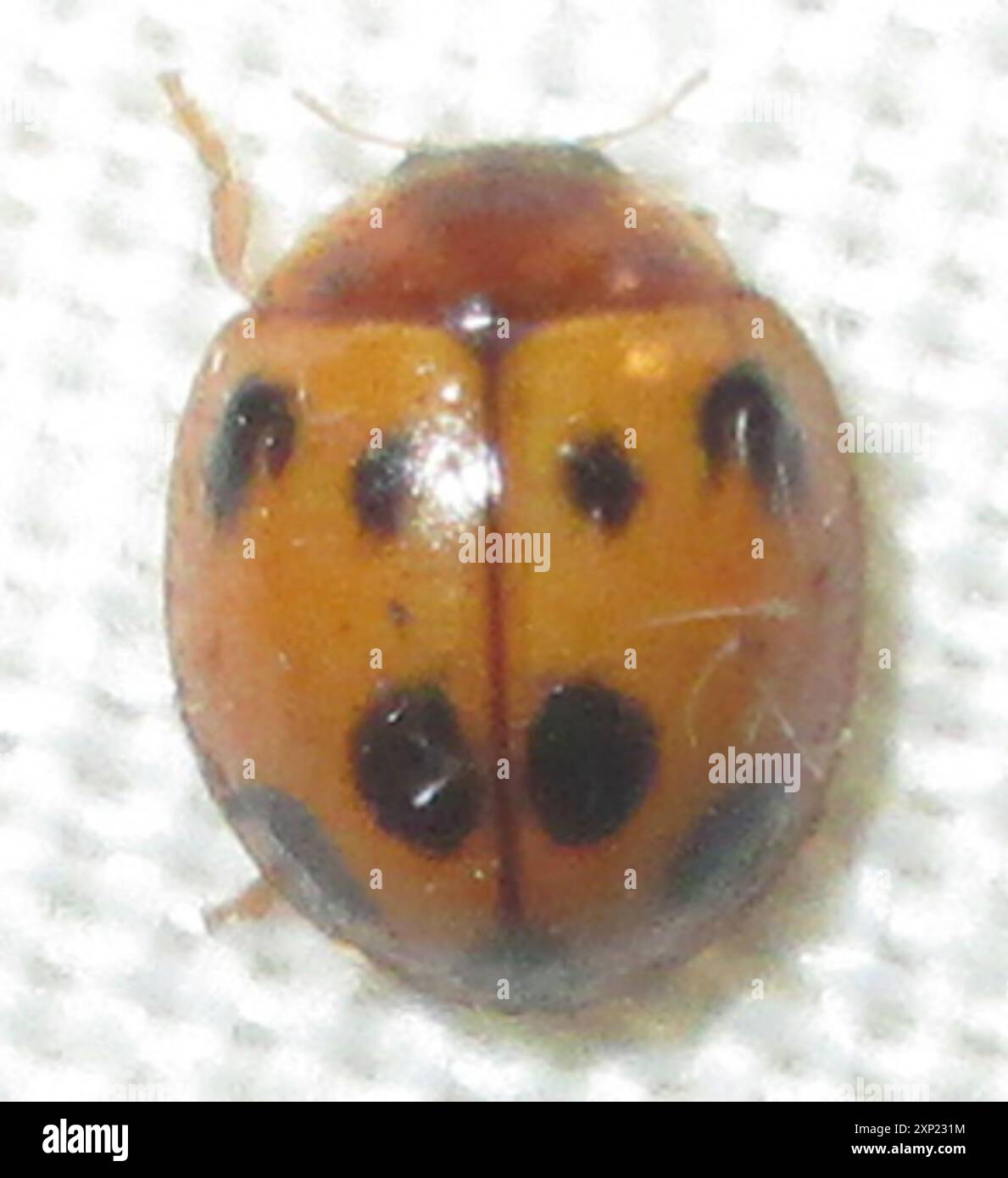 Lady Beetles (Coccinellidae) Insecta Stock Photo - Alamy