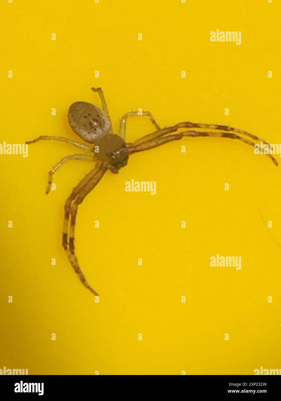 Flower Spiders (Diaea) Arachnida Stock Photo - Alamy