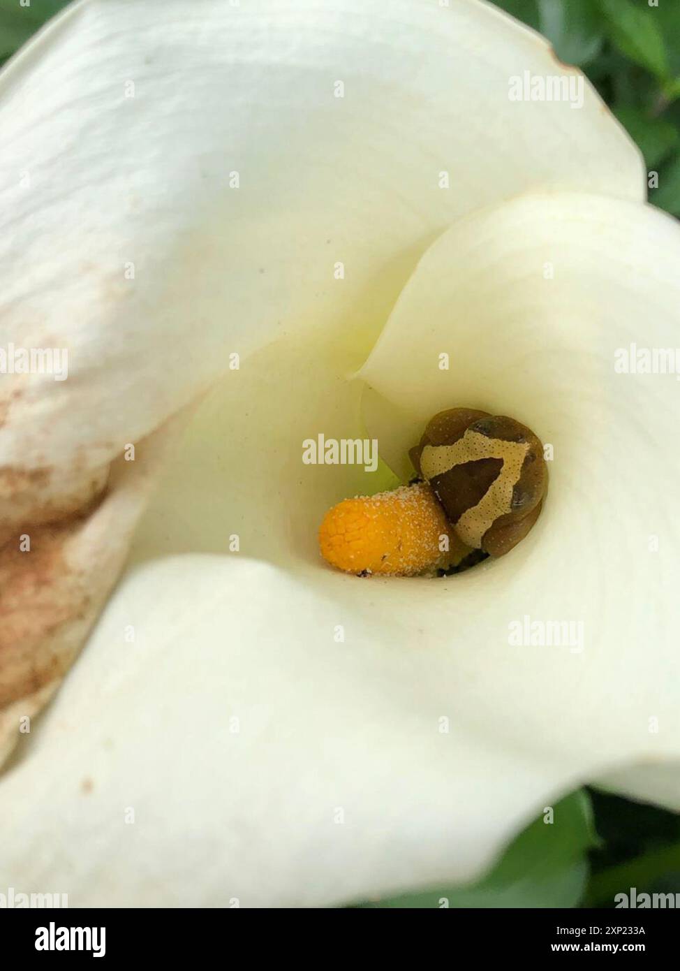 Fornasini's Spiny Reed Frog (Afrixalus fornasini) Amphibia Stock Photo ...
