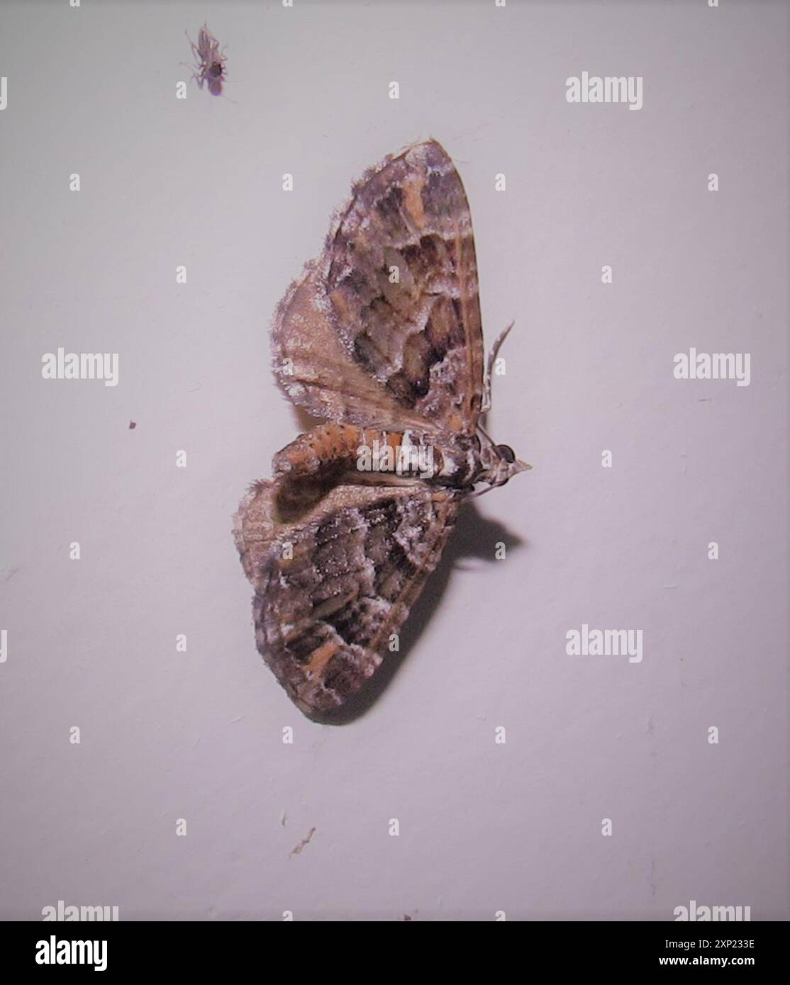 Carpet Moths (Larentiinae) Insecta Stock Photo - Alamy