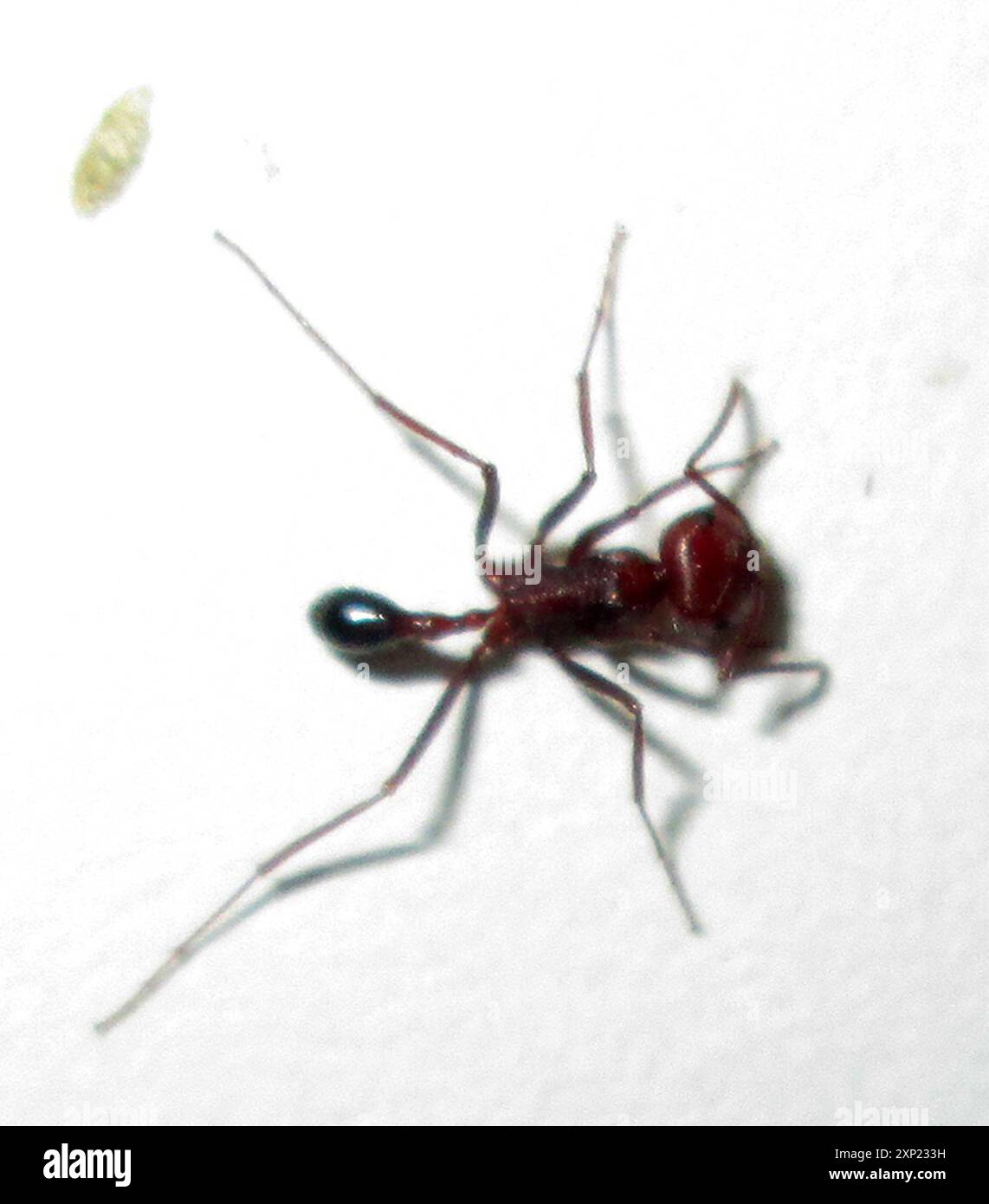 Hotrod Ants (Ocymyrmex) Insecta Stock Photo - Alamy
