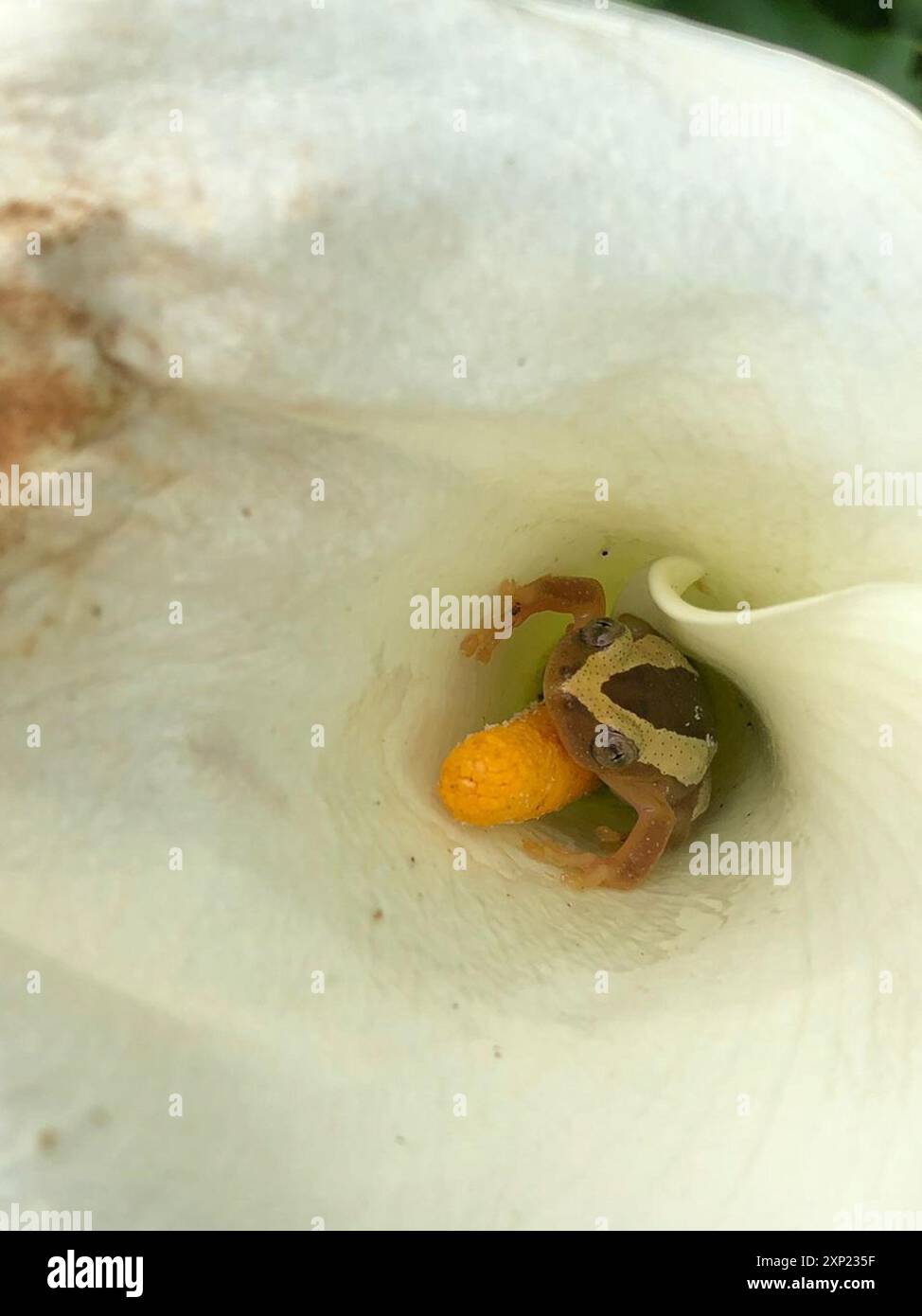 Fornasini's Spiny Reed Frog (Afrixalus fornasini) Amphibia Stock Photo ...