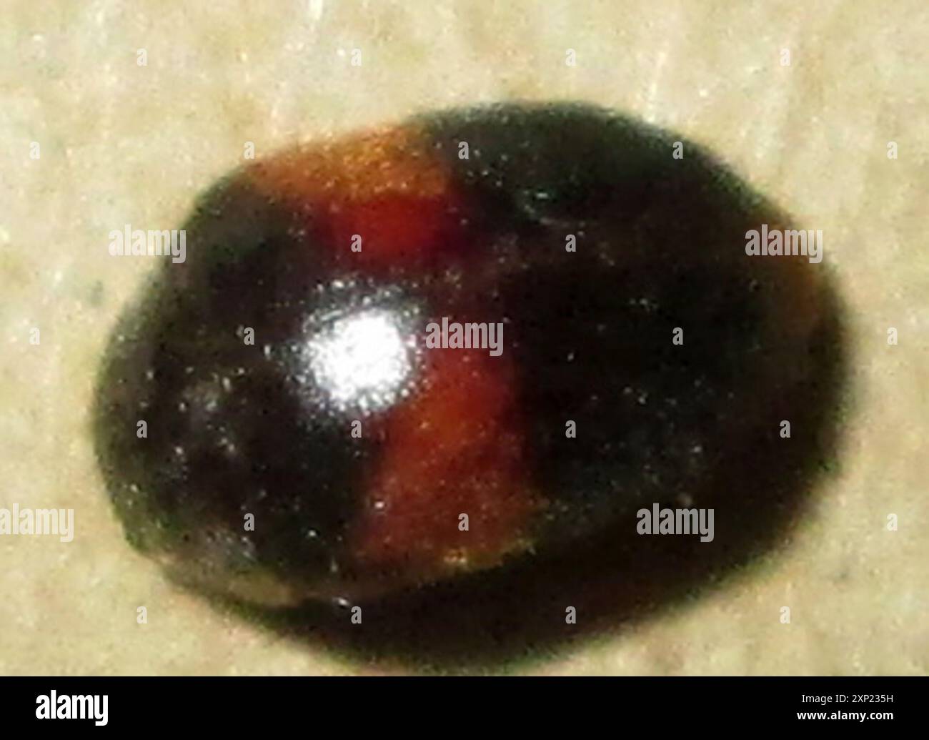 Skin Beetles (Dermestidae) Insecta Stock Photo - Alamy
