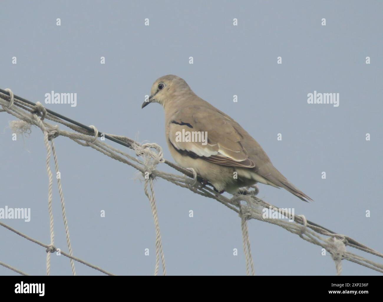 Picuí Ground Dove (Columbina picui) Aves Stock Photo - Alamy