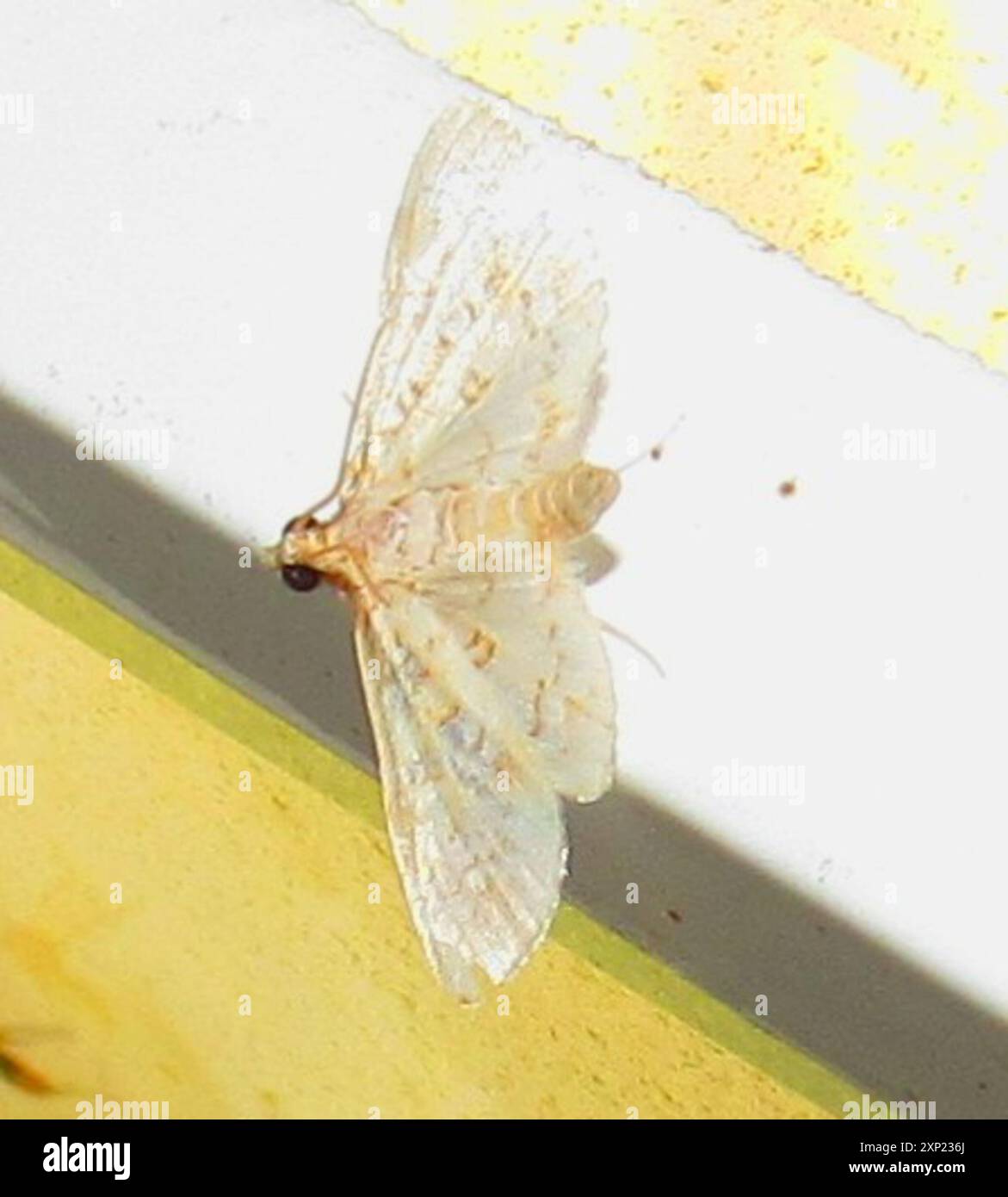 Pearl Moths (Spilomelinae) Insecta Stock Photo - Alamy